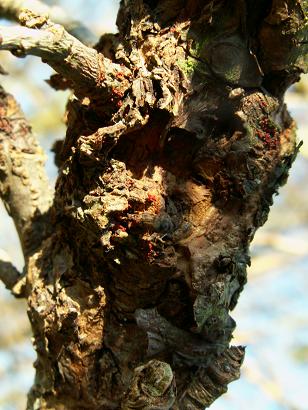 Chancre européen :: Rovilleverger