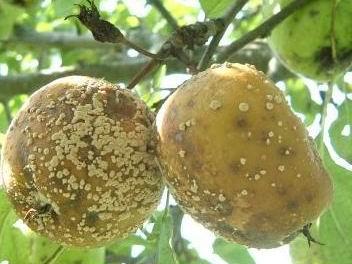 Moniliose :: Rovilleverger