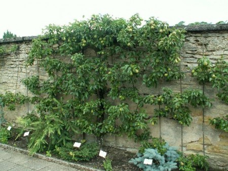 Palmette horizontale Legendre au lycée horticole de Roville-aux-Chênes ...